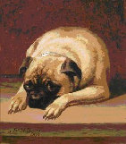 Mops Qualzucht