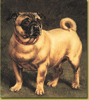Mops Qualzucht